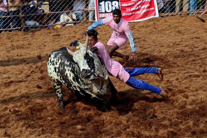 Jallikattu: The Bull Taming Festival in Tamil Nadu; See Pictures - News18