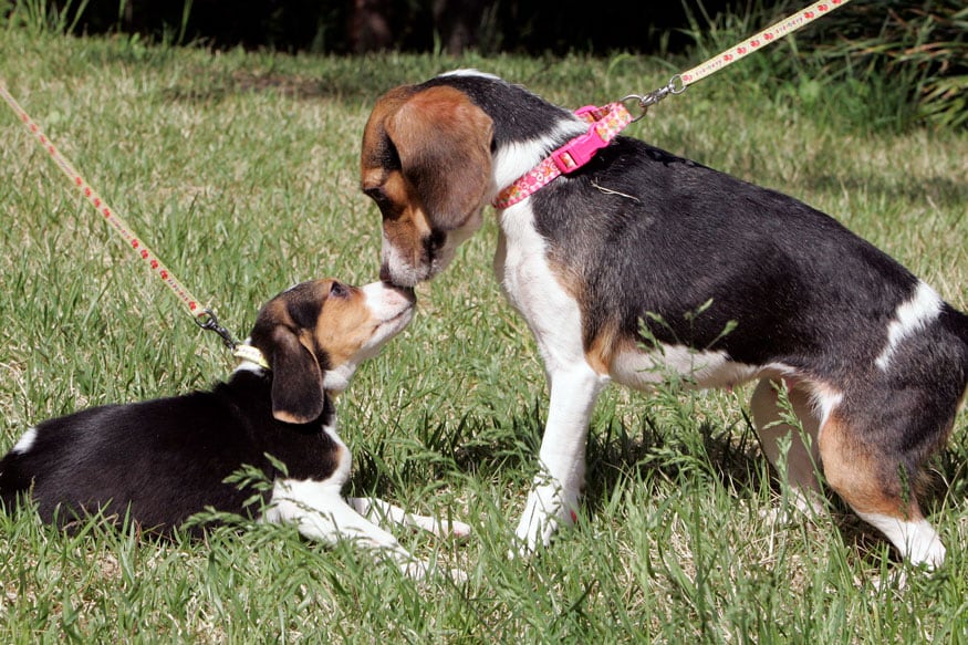 In Pictures: 20 Cloned Animals Through the Years - News18
