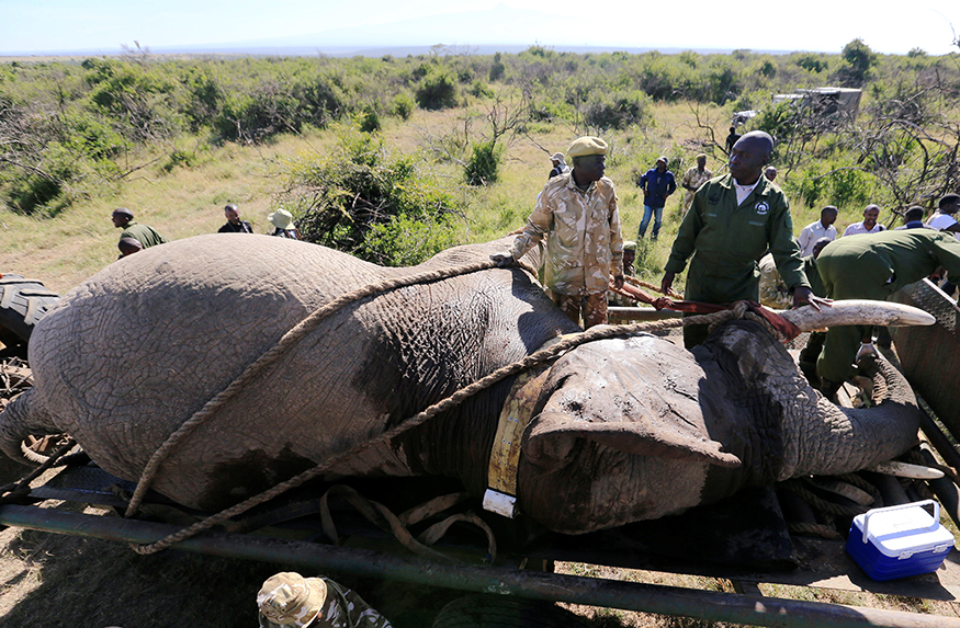 Mass Capture & Translocation of Wild Animals in Kenya - News18