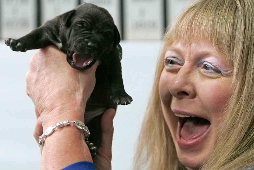 In Pictures: 20 Cloned Animals Through the Years - News18