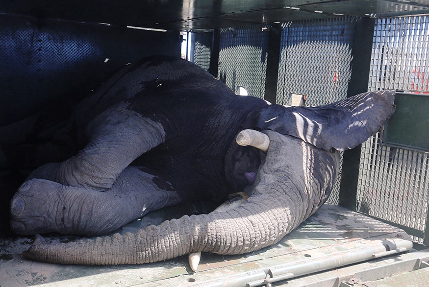 Mass Capture & Translocation of Wild Animals in Kenya - News18