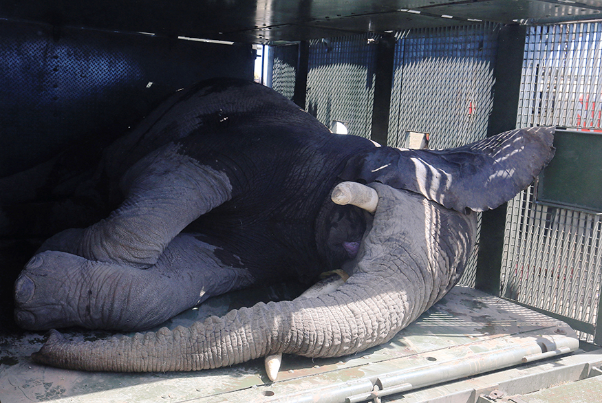 Mass Capture & Translocation of Wild Animals in Kenya - News18