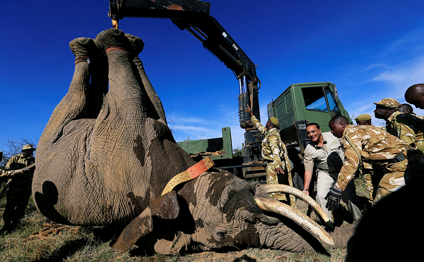 Mass Capture & Translocation of Wild Animals in Kenya - News18