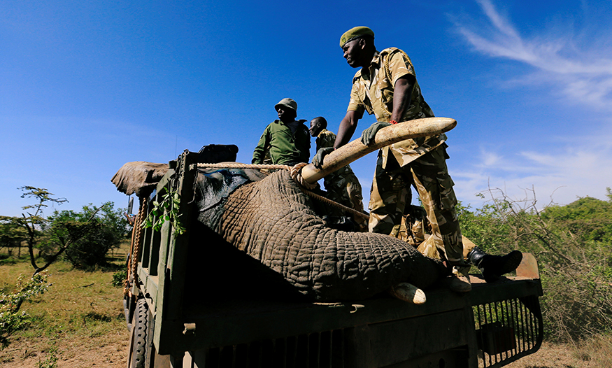 Mass Capture & Translocation of Wild Animals in Kenya - News18