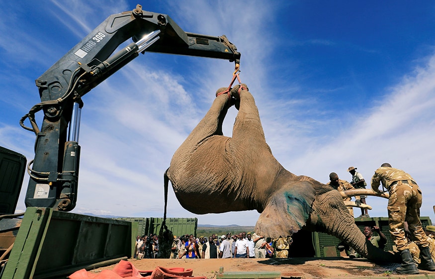 Mass Capture & Translocation of Wild Animals in Kenya - News18