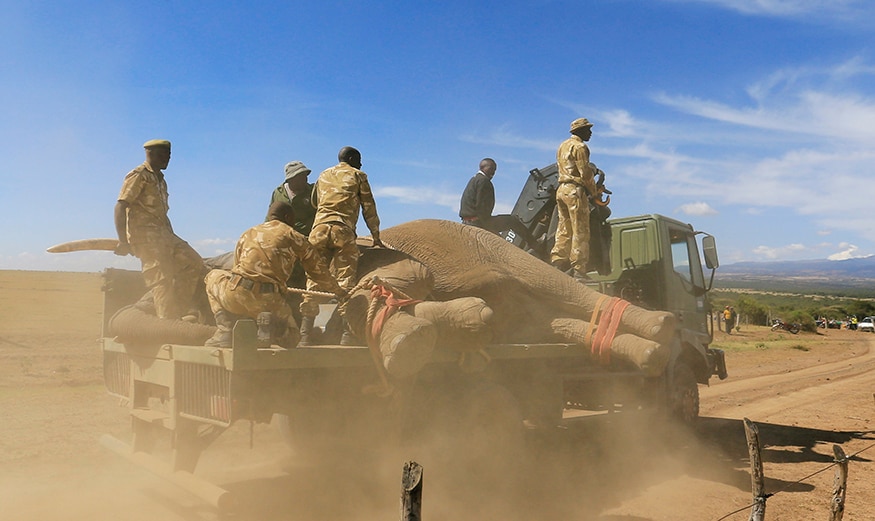 Mass Capture & Translocation of Wild Animals in Kenya - News18