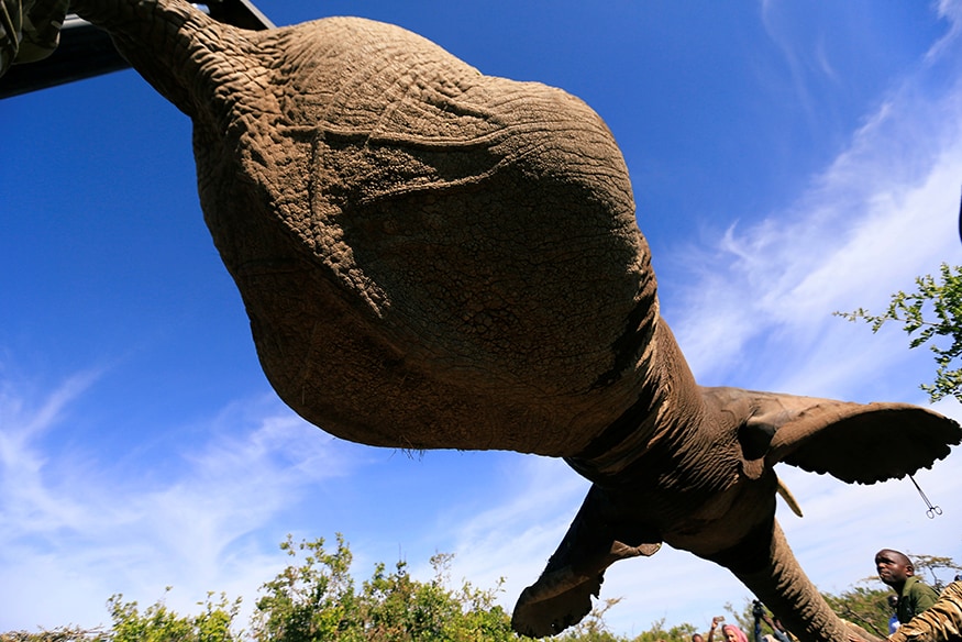 Mass Capture & Translocation of Wild Animals in Kenya - News18