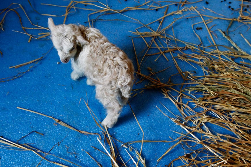 In Pictures: 20 Cloned Animals Through the Years - News18