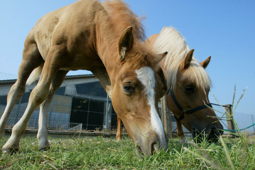 In Pictures: 20 Cloned Animals Through the Years - Photogallery