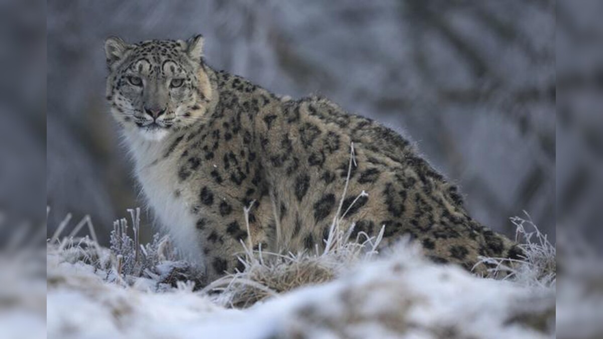 Soon, Walk Amid Snow Leopards and Himalayan Bears at Kashmir’s First ...