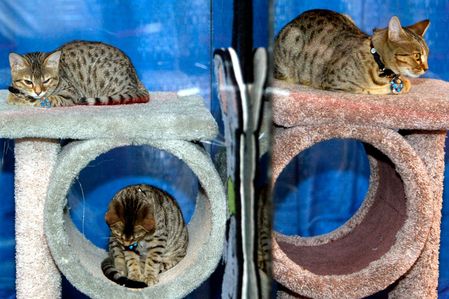 In Pictures: 20 Cloned Animals Through the Years