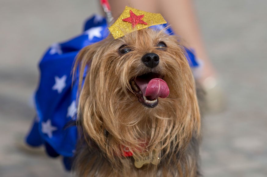 Brazil's Dog Carnival Parade; Check Out the Photos - News18