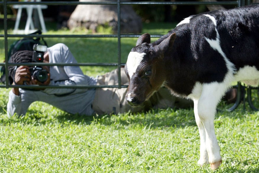 In Pictures: 20 Cloned Animals Through the Years - News18