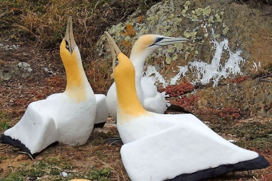 'World's Loneliest Bird' Nigel Passes Away In New Zealand