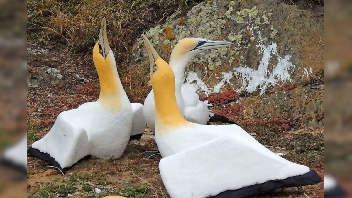 'World's Loneliest Bird' Nigel Passes Away In New Zealand - News18