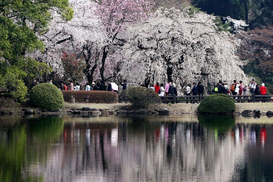 Cherry Blossoms Make Early Spring Debut in Tokyo; See Pics - News18