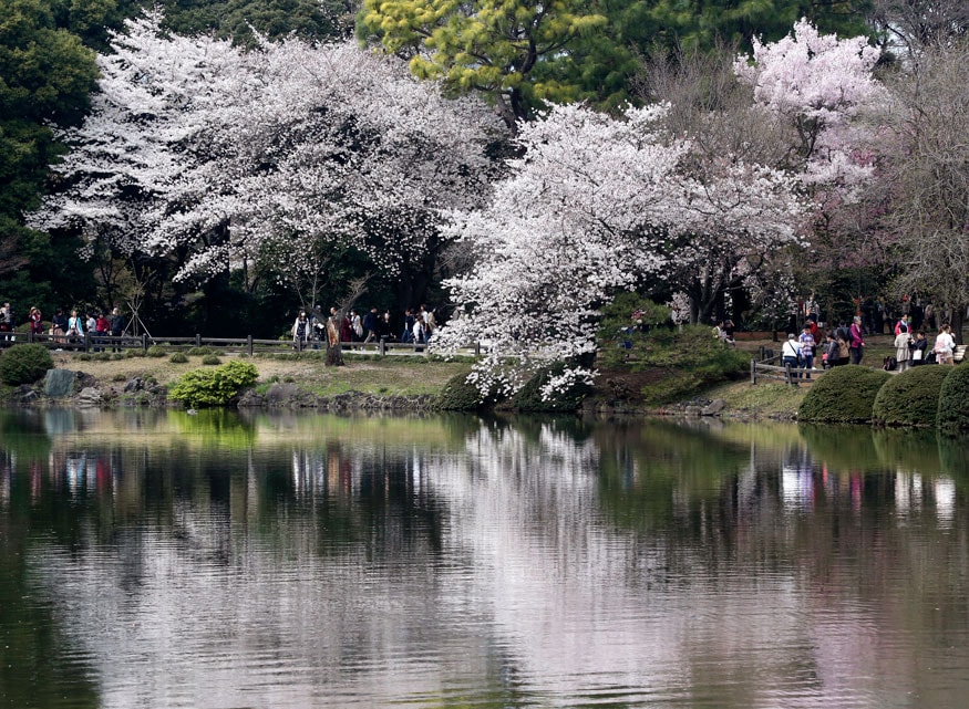 Cherry Blossoms Make Early Spring Debut in Tokyo; See Pics - News18