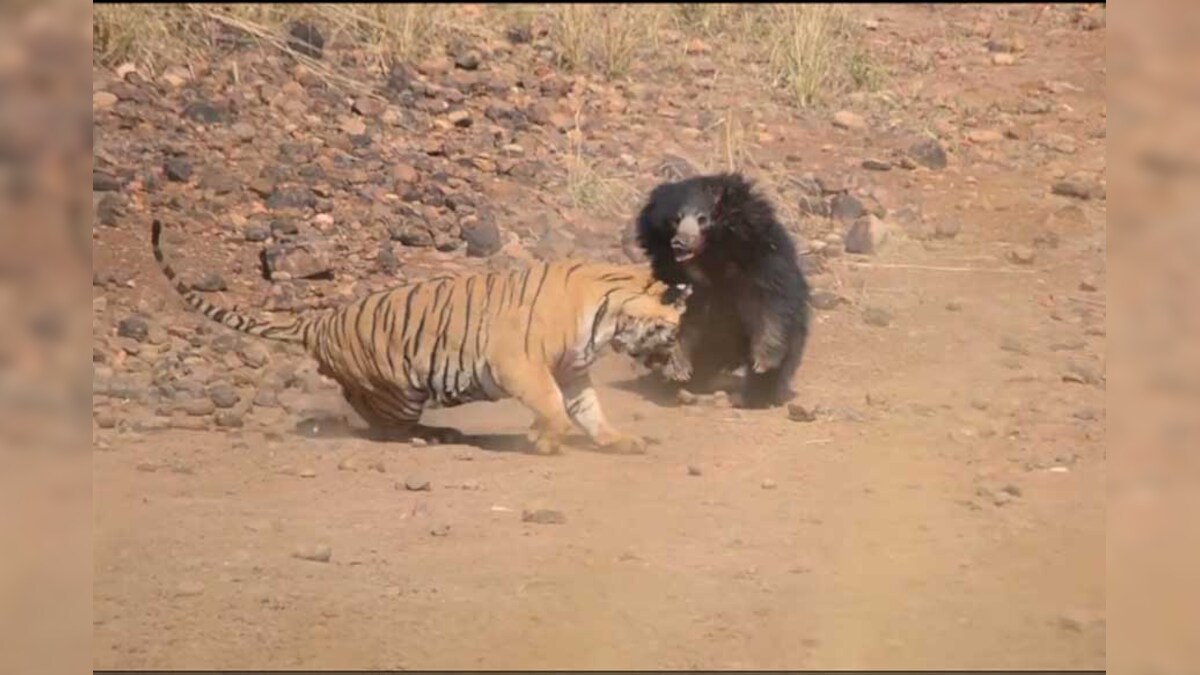 Rumble in the Jungle: Mother Bear Fights off Bengal Tiger - News18