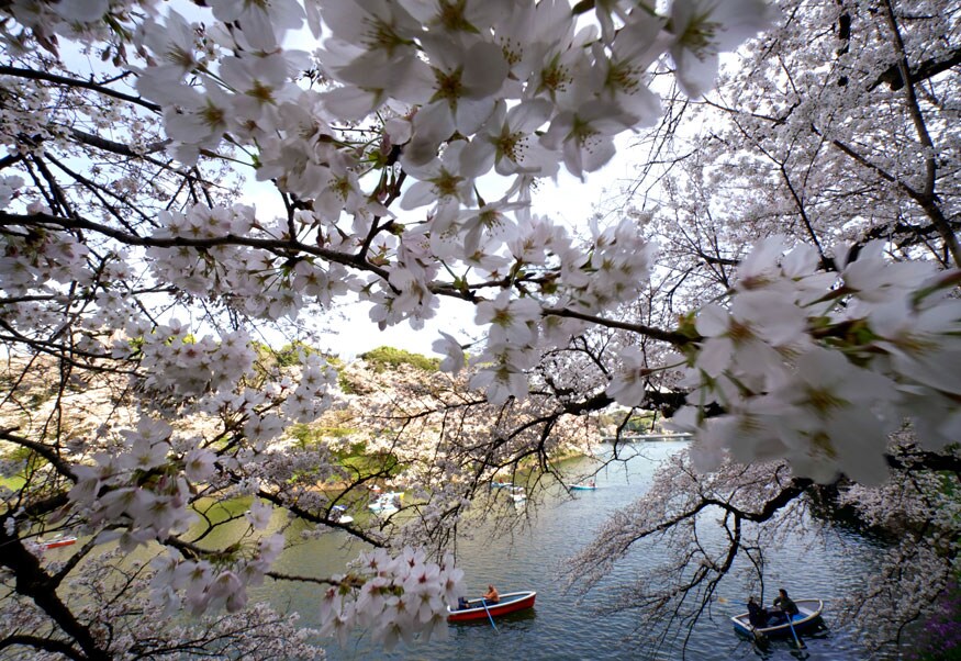 Cherry Blossoms Make Early Spring Debut in Tokyo; See Pics - News18