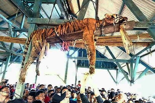 Suspecting It to be Supernatural Creature, Locals Disembowel Endangered ...