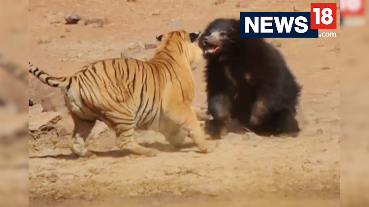 Watch: A female sloth bear takes on a male Bengal Tiger - News18