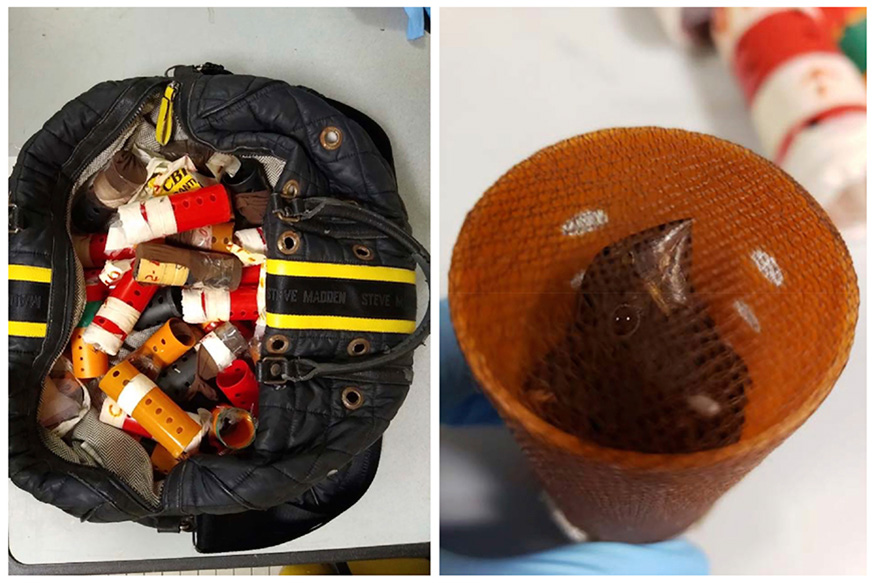 BUSTED! 30 Most Outrageous Animal Smuggling Attempts - Photogallery