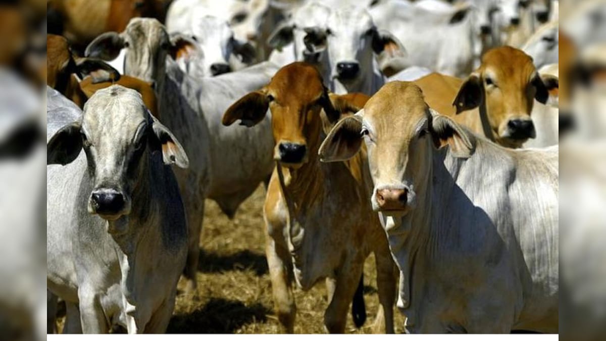 36 Cows Found Dead at Cowshed in Delhi