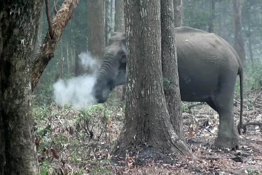 Simple Explanation Behind the ‘Smoking’ Elephant Video That Stumped ...