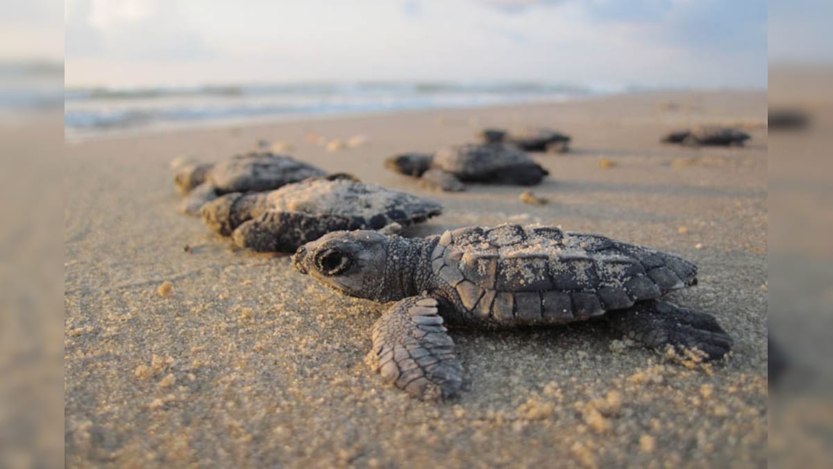 Baby Turtle Gets Stolen and Eaten by Seagull on Live TV, Twitter Loses ...