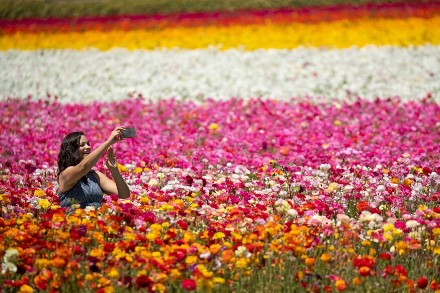 Flower Fields of Carlsbad: One of the Most Beautiful Place in US - News18