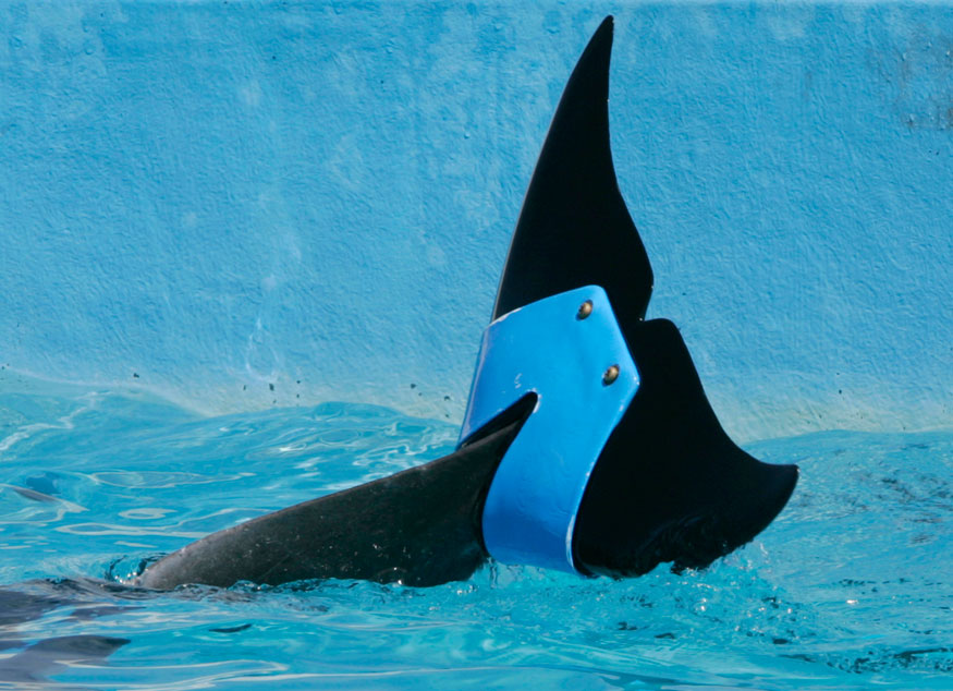 13 Animal Amputees Who Walk Again - In Photos - News18