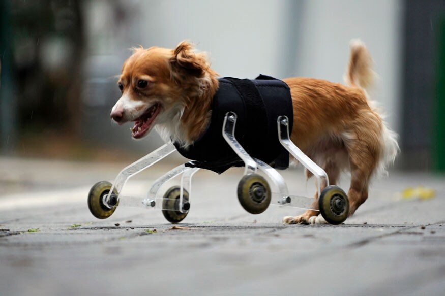 13 Animal Amputees Who Walk Again - In Photos - News18