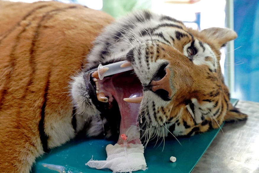 Pictures Show the Pain Doctors Face While Treating Big Animals - News18