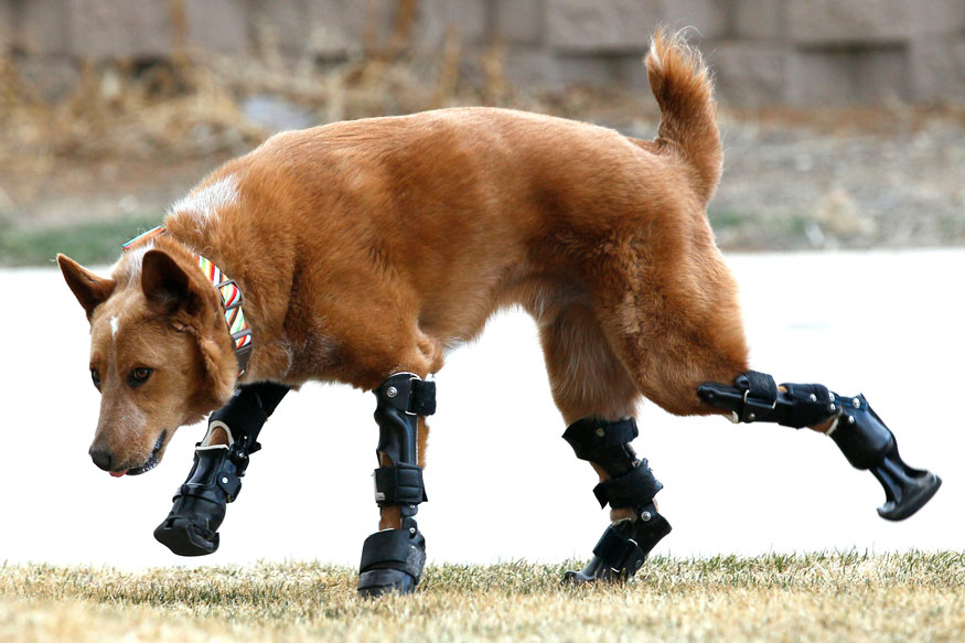13 Animal Amputees Who Walk Again - In Photos - News18