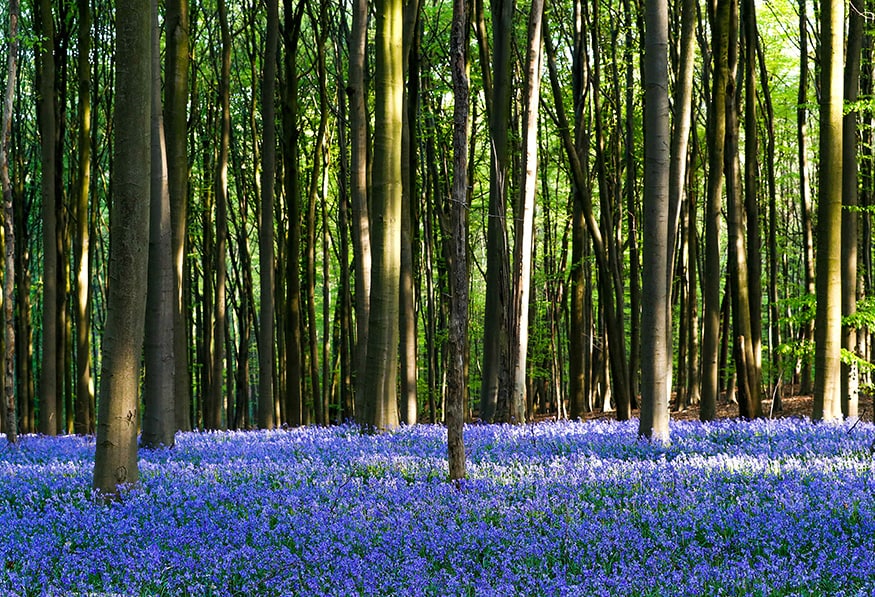 Amazing Flower Bloom Turns This Forest into Blue Wonderland - News18