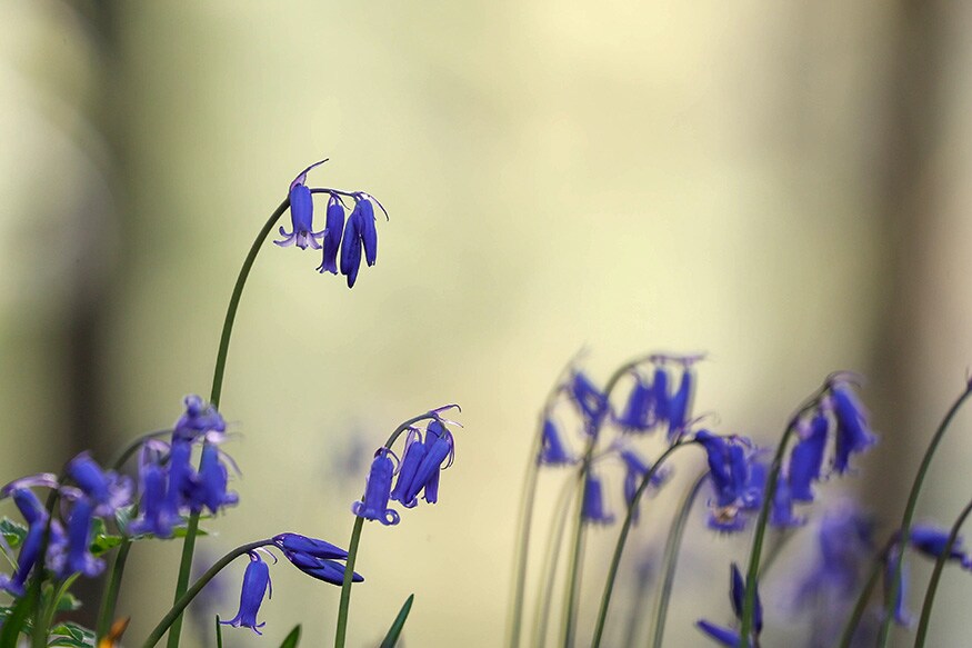 Amazing Flower Bloom Turns This Forest into Blue Wonderland - News18