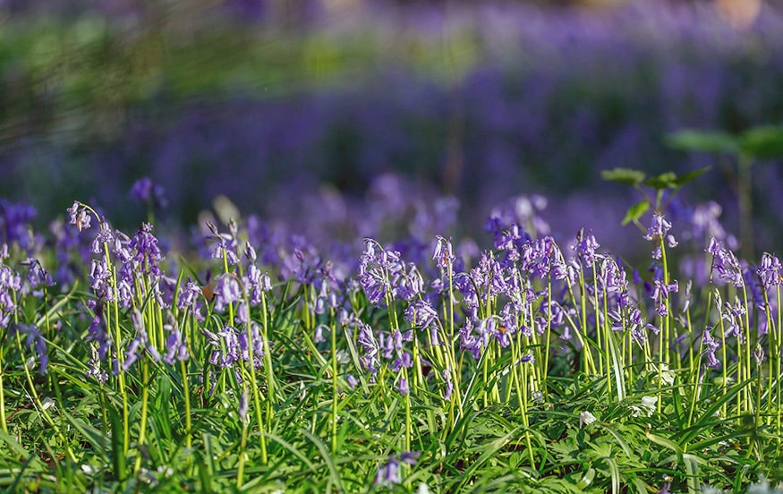 Amazing Flower Bloom Turns This Forest into Blue Wonderland - News18
