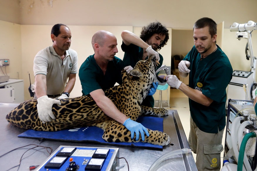 Pictures Show the Pain Doctors Face While Treating Big Animals - News18