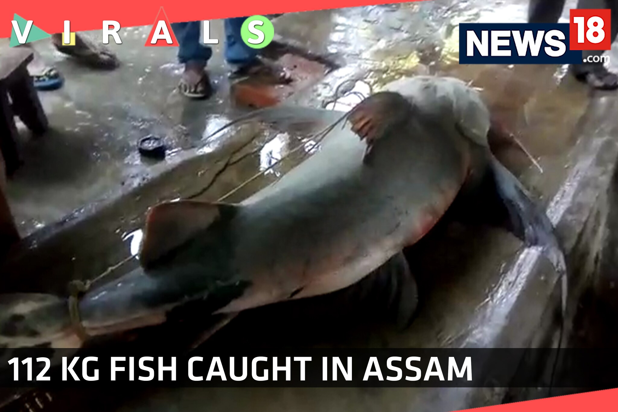 Watch: 112 kG Fish Caught in Assam - News18