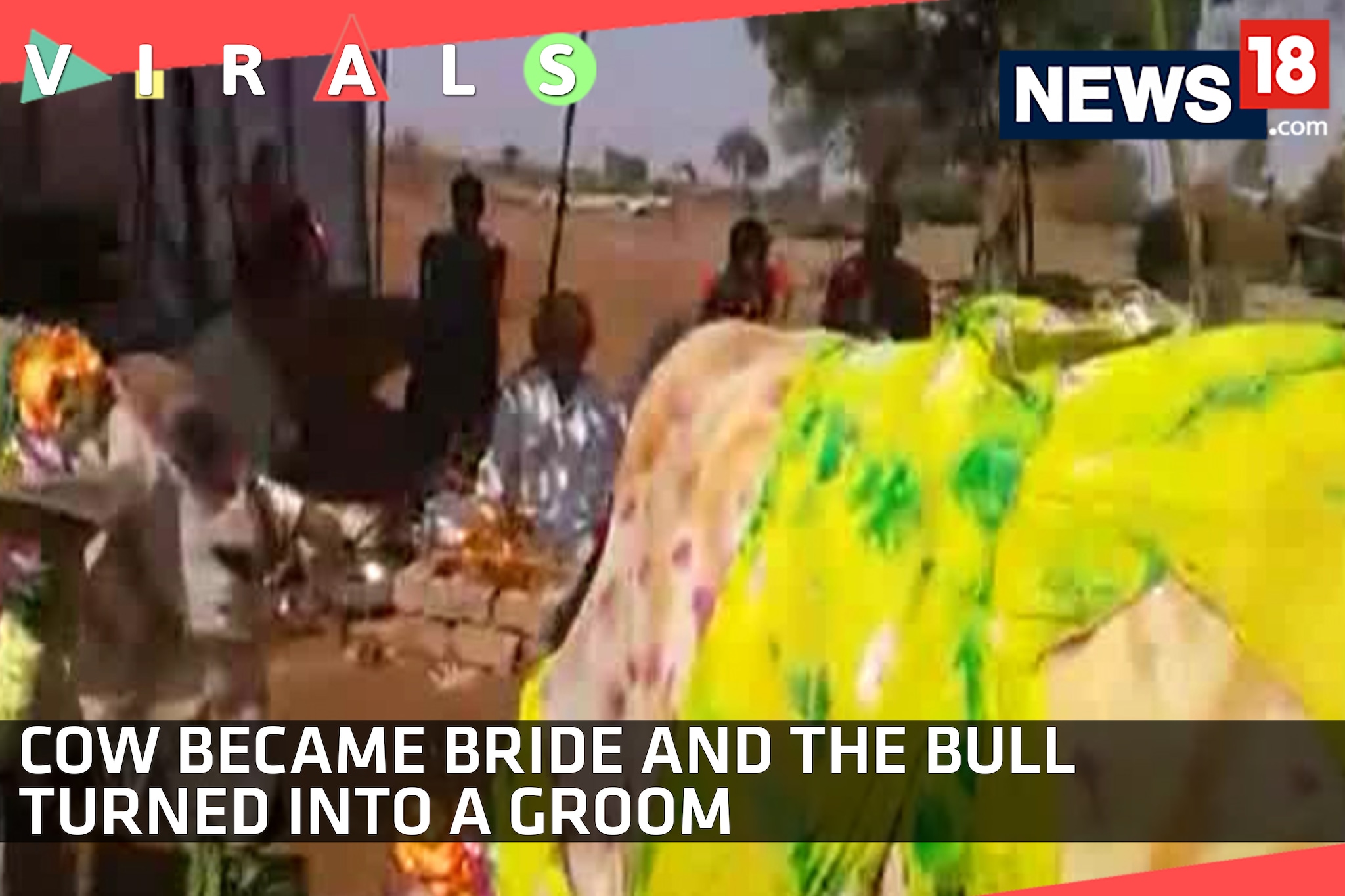 Watch: When a Cow Became Bride and The Bull Turned Into A Groom - News18