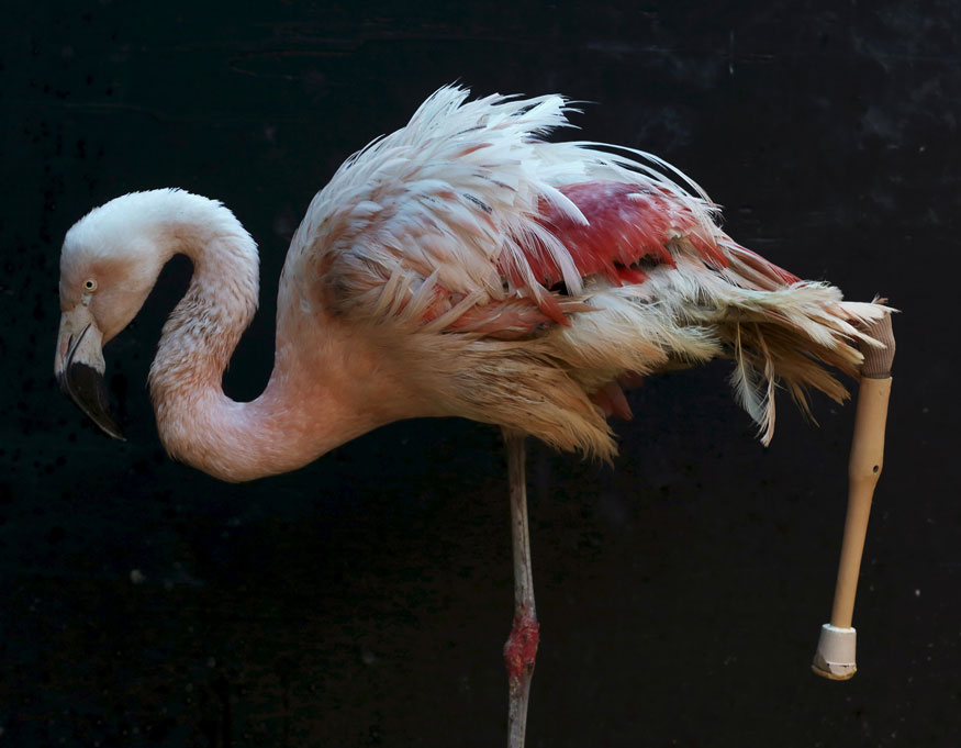 13 Animal Amputees Who Walk Again - In Photos - News18