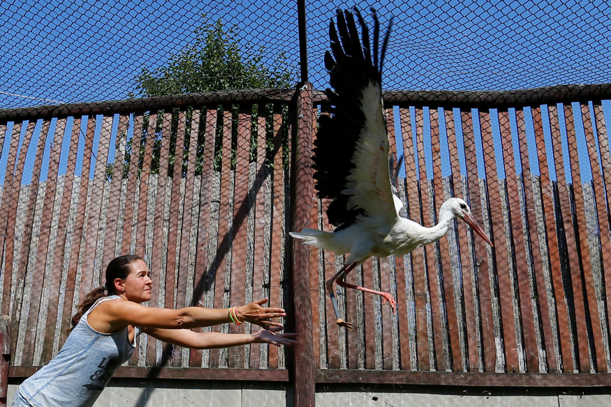 13 Animal Amputees Who Walk Again - In Photos - News18