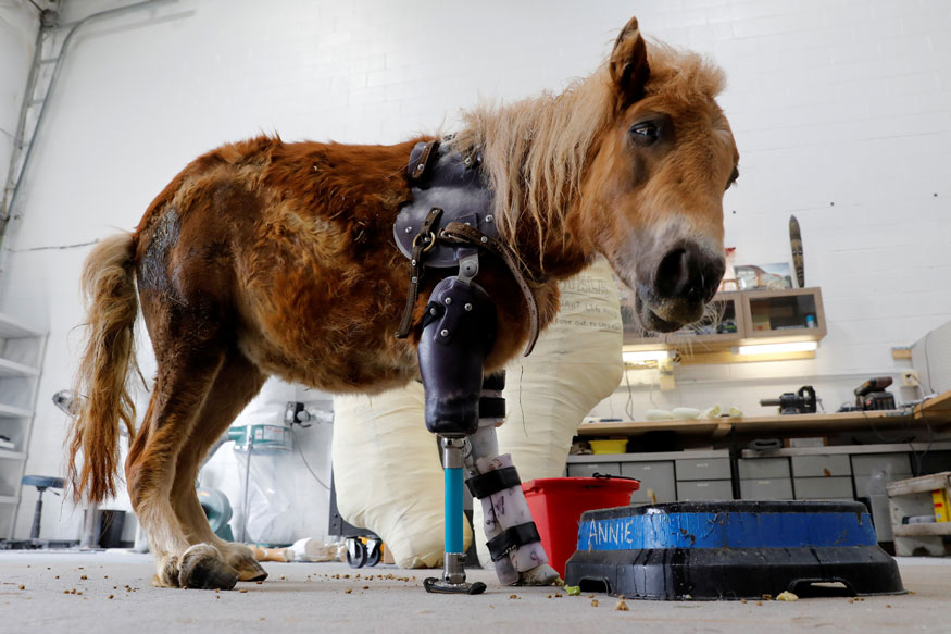 13 Animal Amputees Who Walk Again - In Photos
