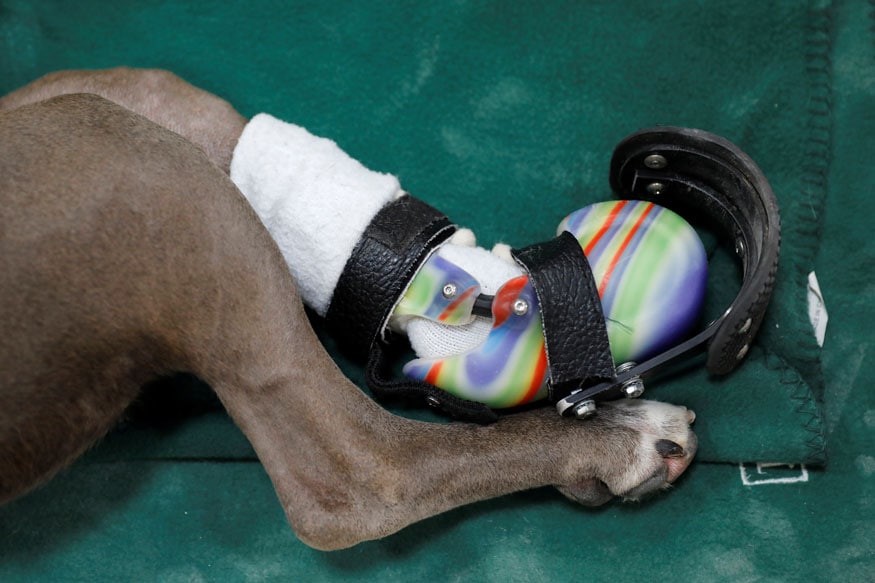 13 Animal Amputees Who Walk Again - In Photos - News18