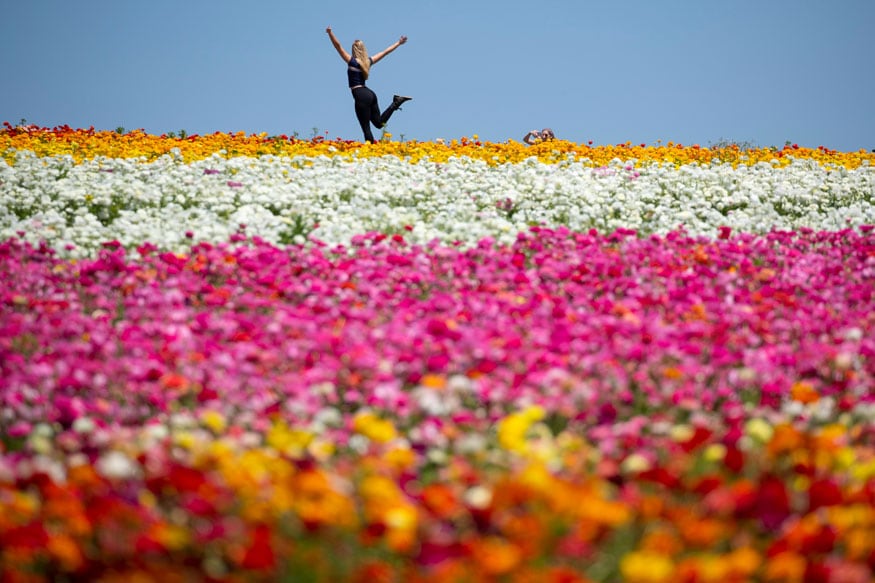 Flower Fields of Carlsbad: One of the Most Beautiful Place in US - News18