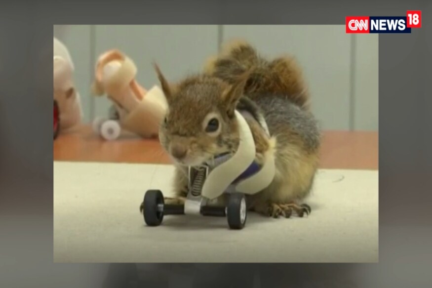 Watch: Karamel Becomes World's First Squirrel To Get Prosthetic Limb ...