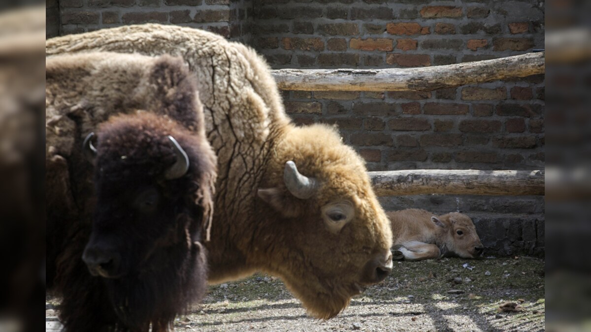 Extremely Rare White Bison Born At Belgrade Zoo