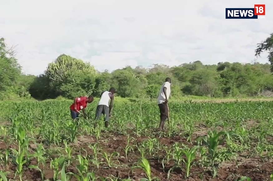 Digital Farming in Kenya: App Transforms Industry With Remote Digital ...
