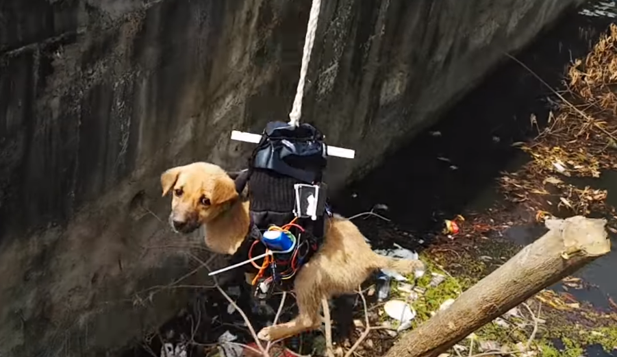 Meet the Lucknow Man Who Built a Drone to Rescue a Stranded Puppy ...