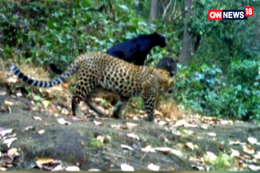 Watch: Rare Black Panther Sighting - News18